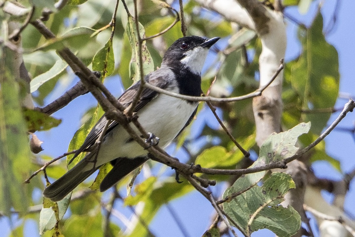 White-bellied Whistler - Pachycephala leucogastra - Birds of the World