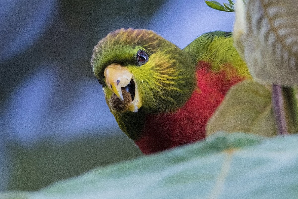 eBird Checklist - 22 Aug 2016 - Ambua Lodge - 13 species