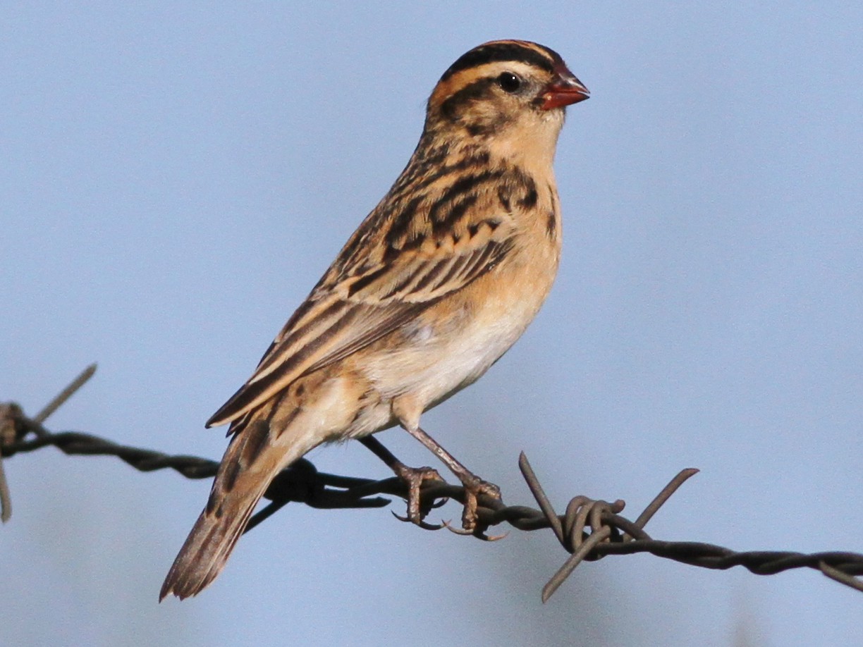 Pin-tailed Whydah - eBird