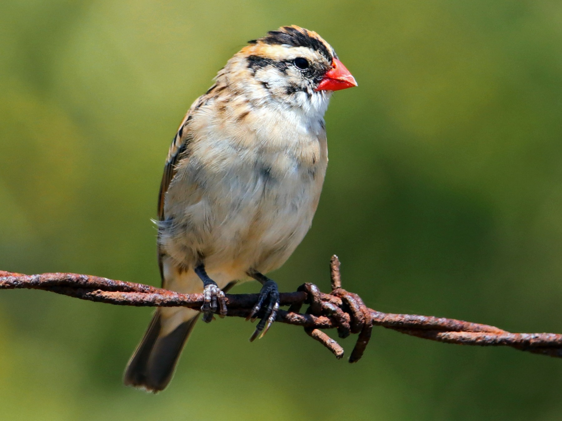 Pin-tailed Whydah - eBird