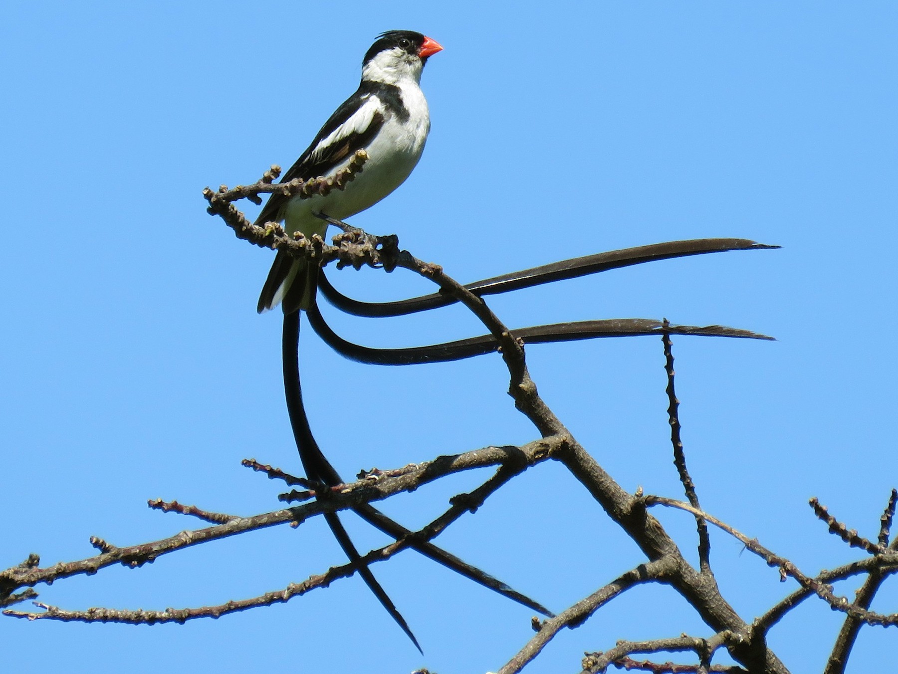 Pin-tailed Whydah - eBird