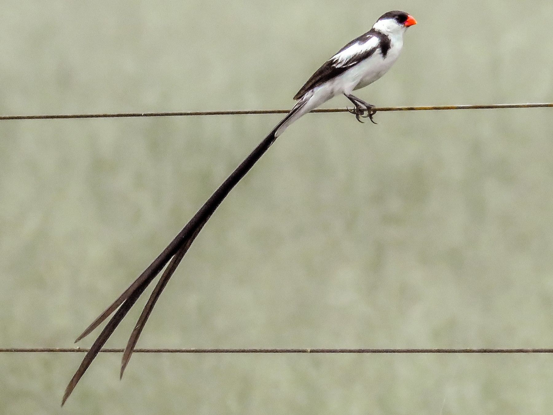 Pin-tailed Whydah - eBird