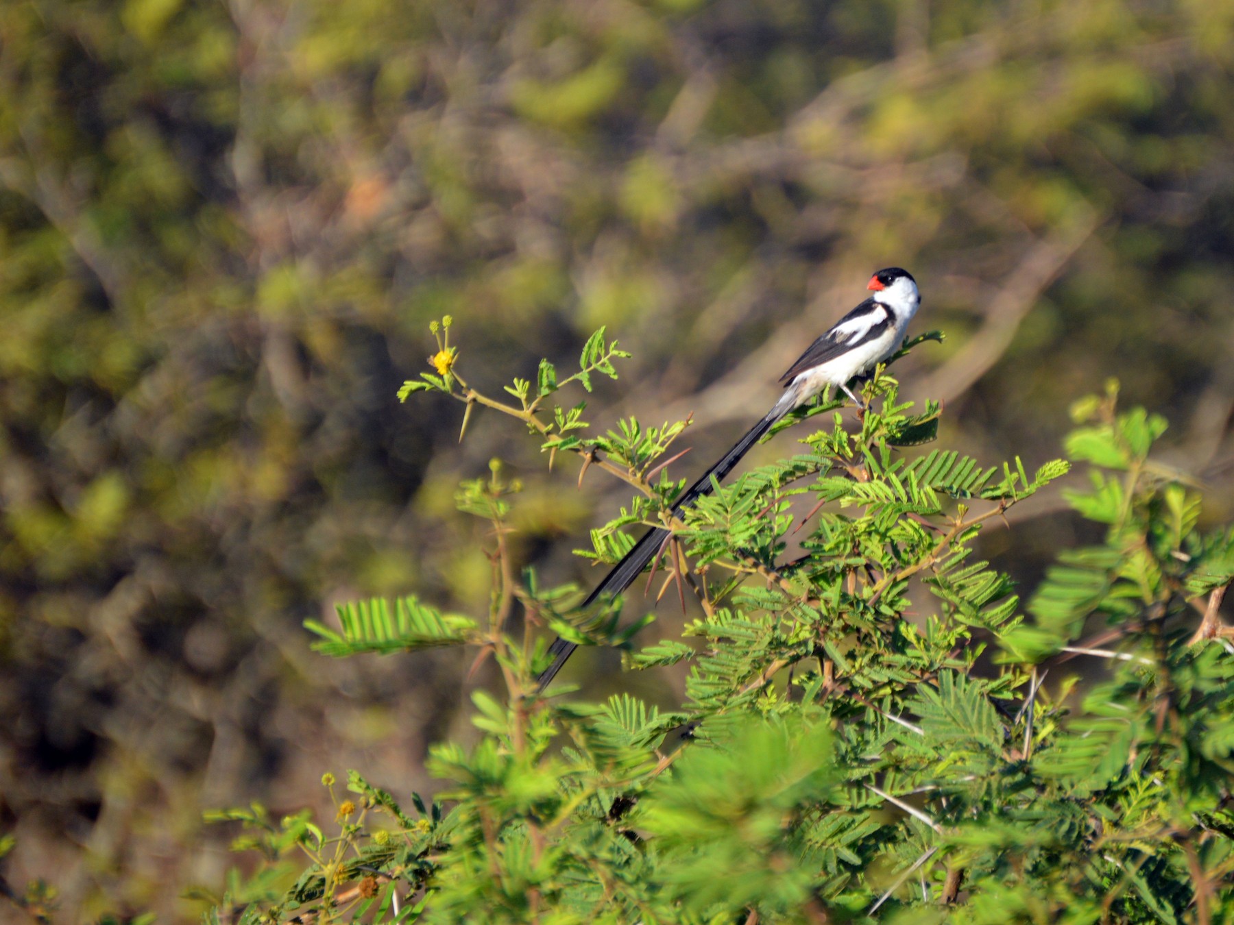 Pin-tailed Whydah - eBird