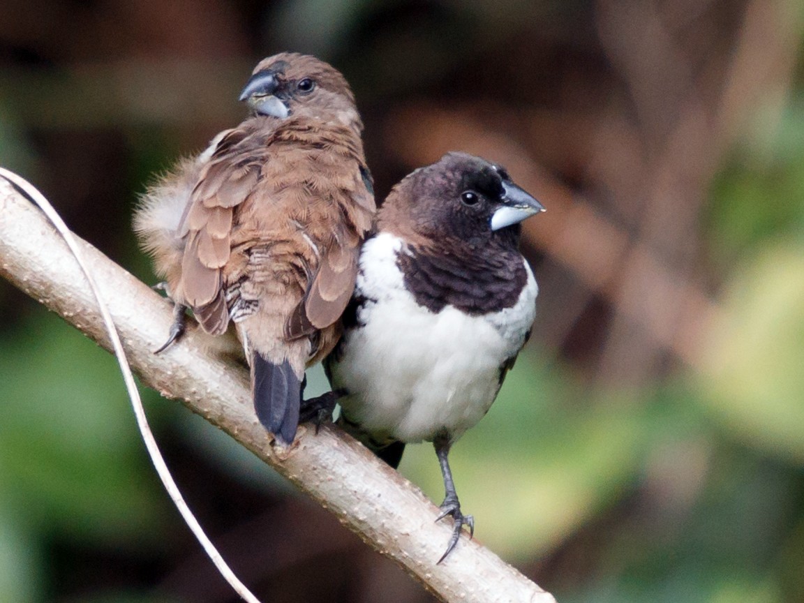Bronze Mannikin - eBird