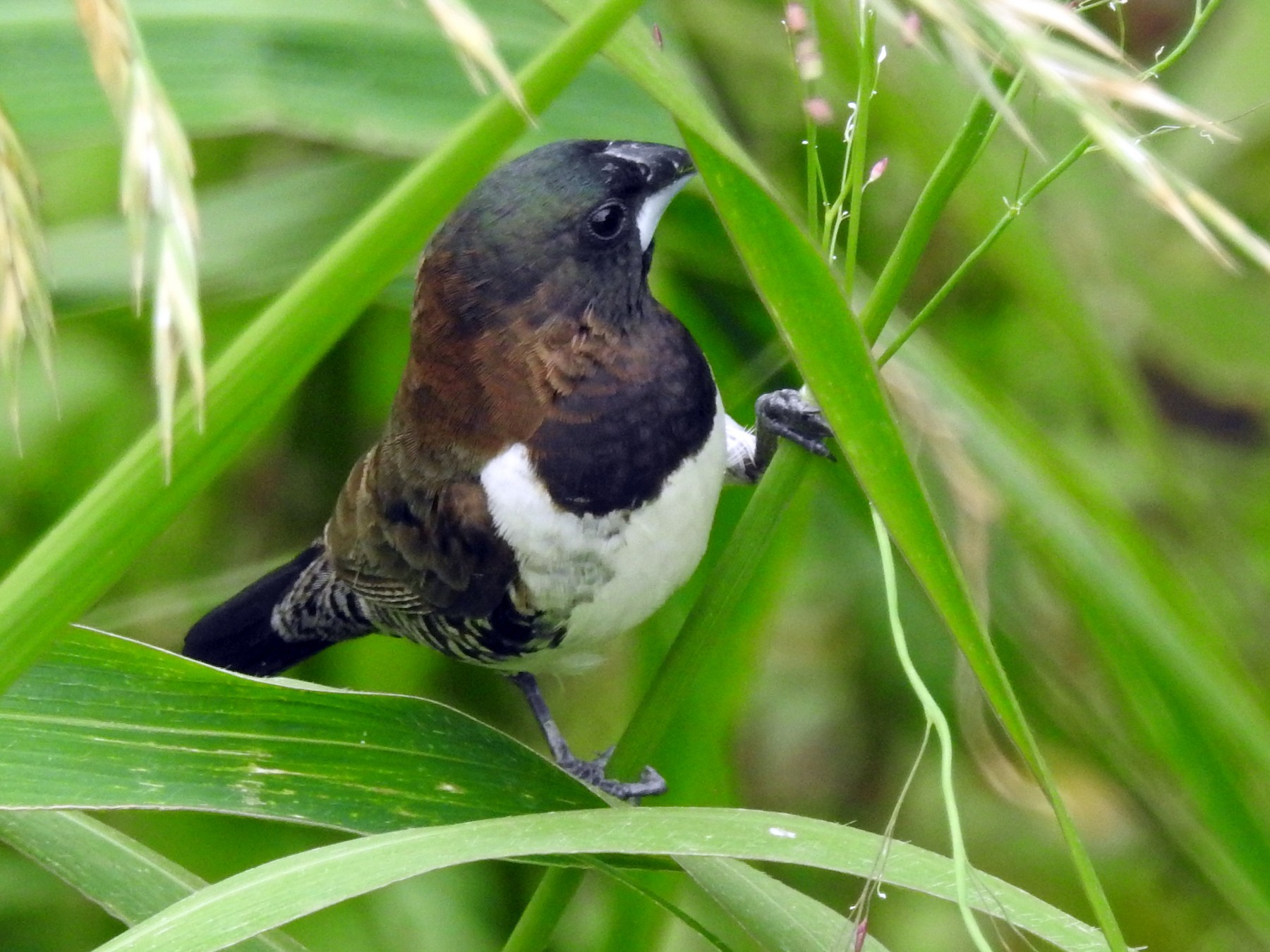 Bronze Mannikin - eBird