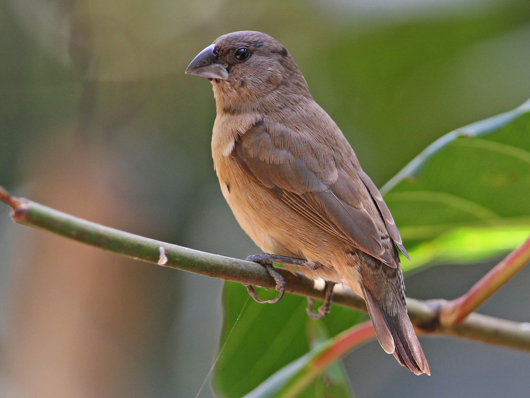 Bronze Mannikin - eBird