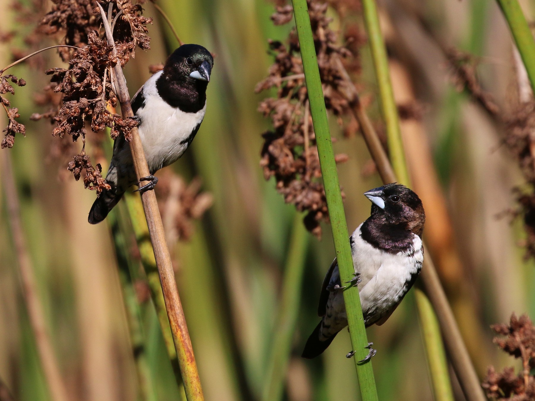 Capucin nonnette - eBird