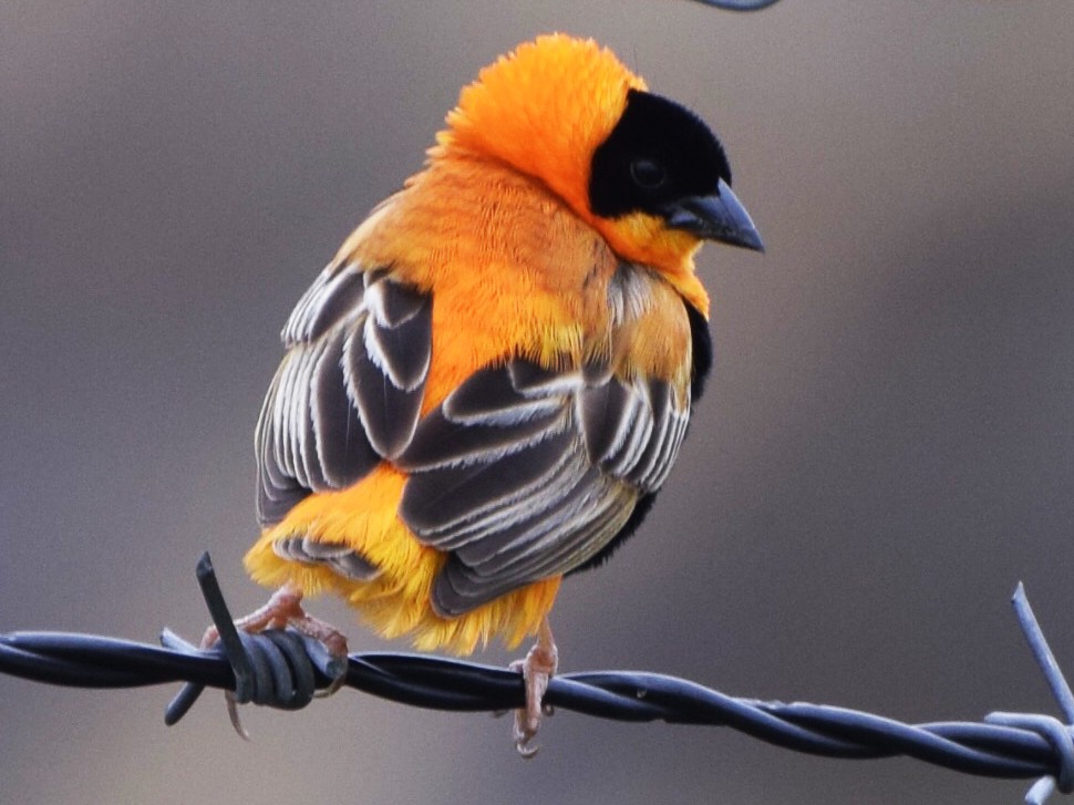 Northern Red Bishop - eBird