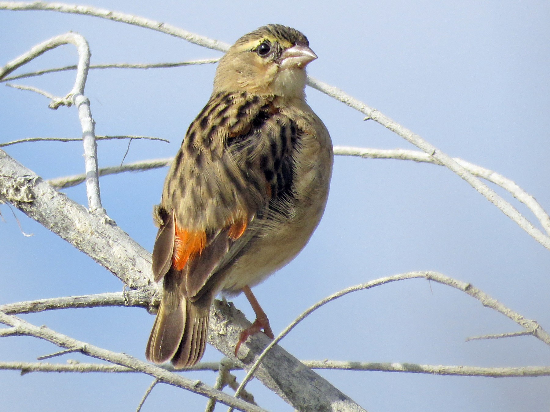 Northern Red Bishop - eBird