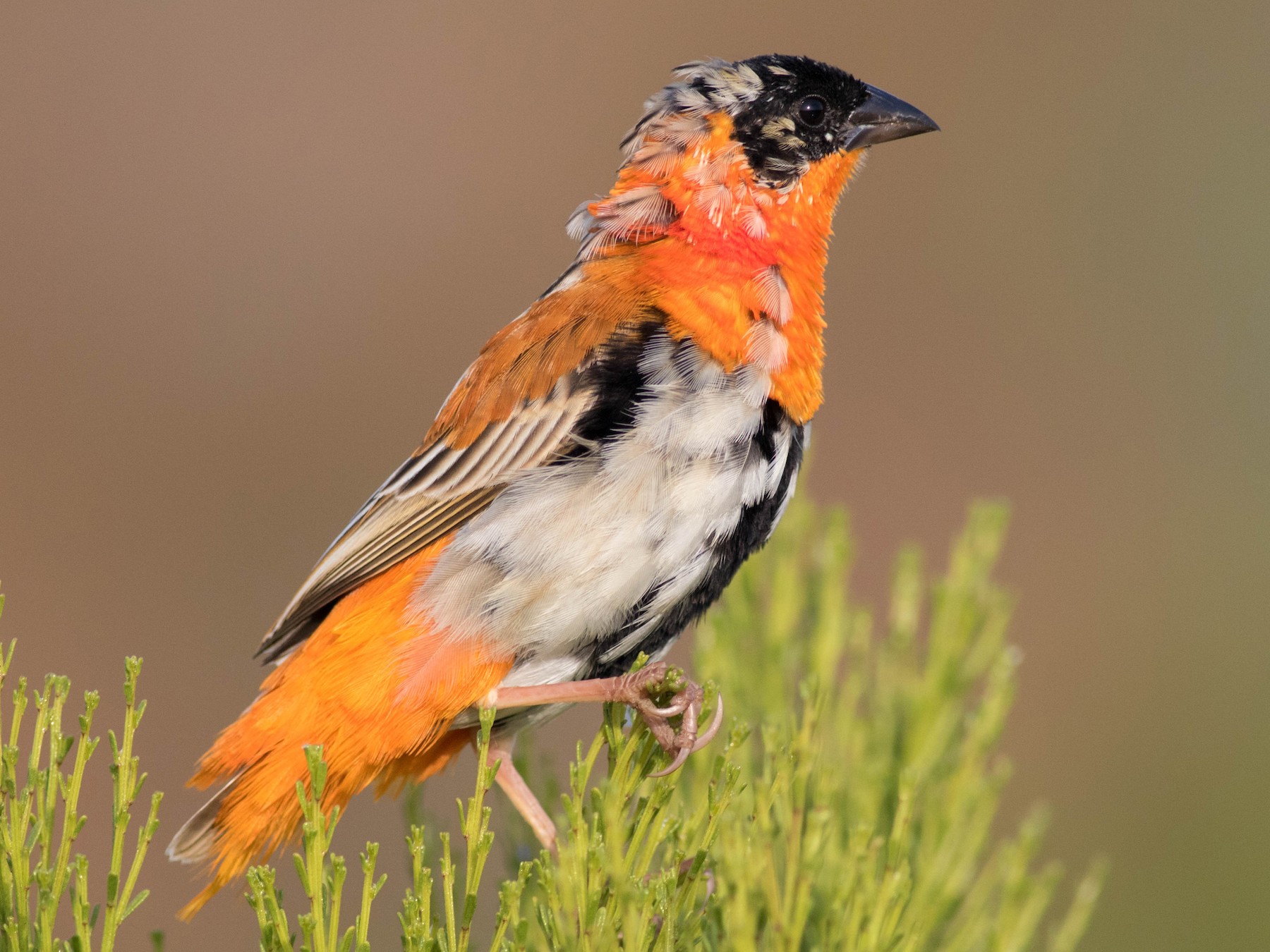 Northern Red Bishop - eBird