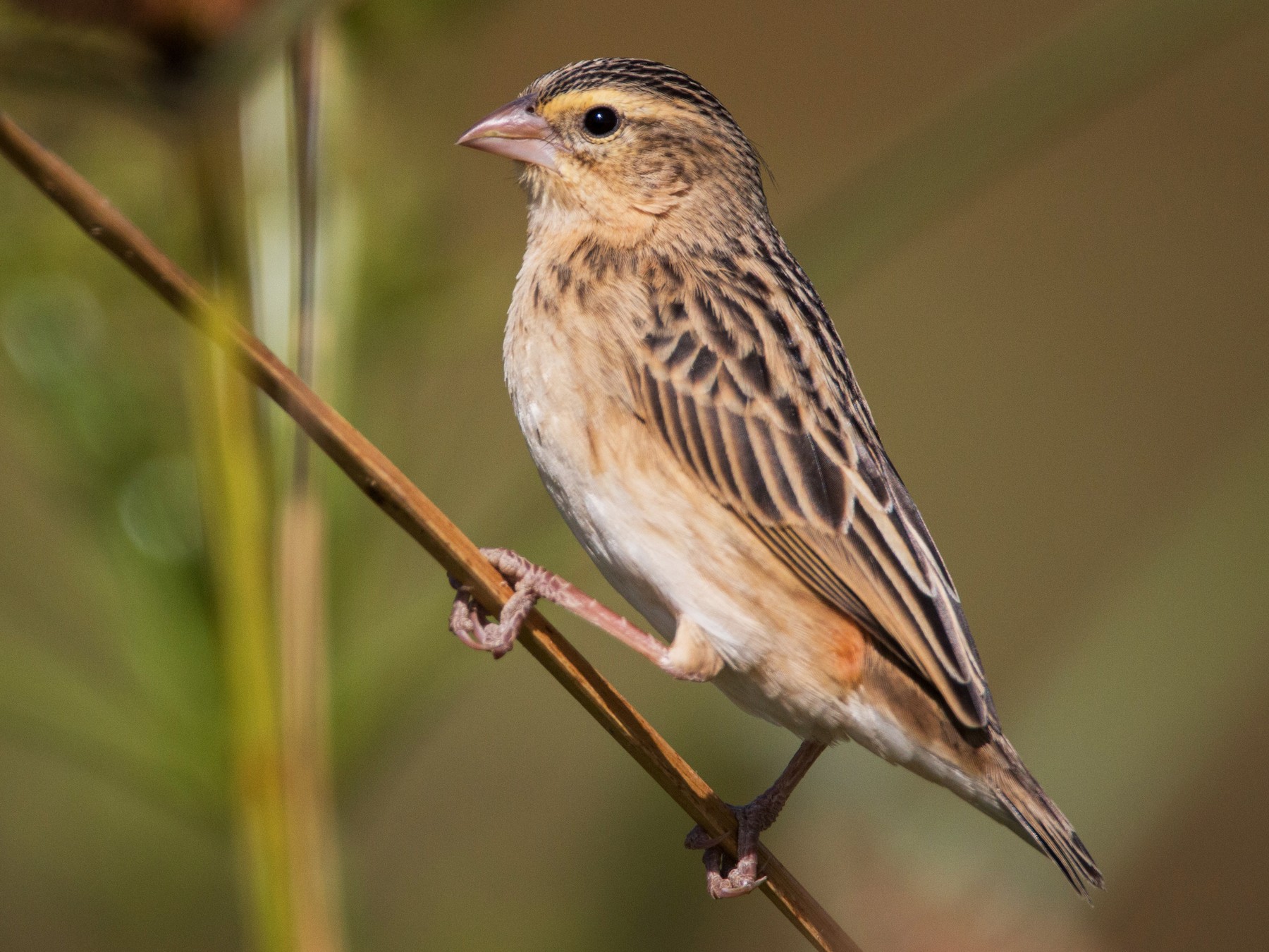 Northern Red Bishop - eBird