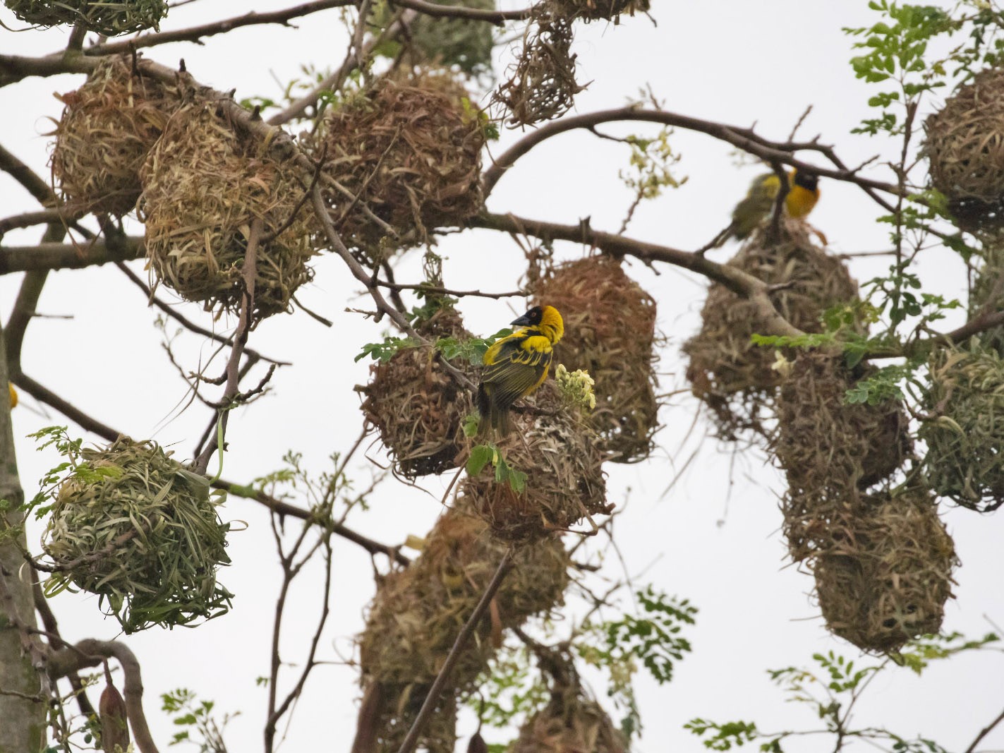 Village Weaver - eBird
