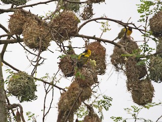 Village Weaver - eBird
