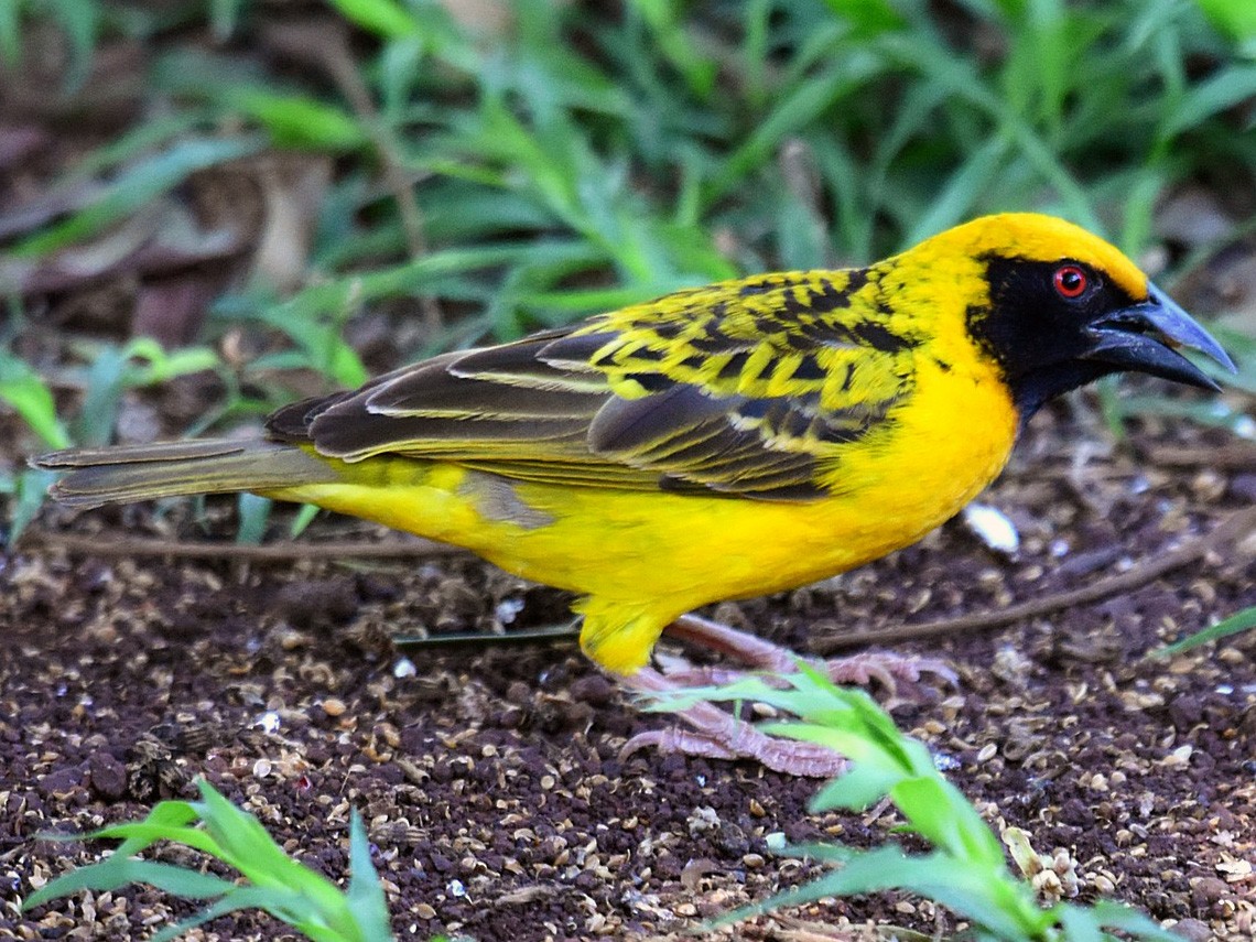 Village Weaver - eBird