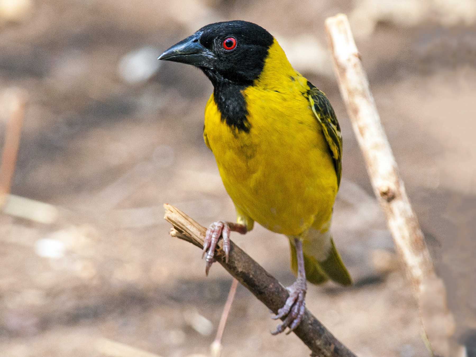 Village Weaver - eBird