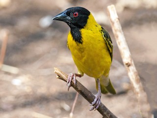 Village Weaver - eBird