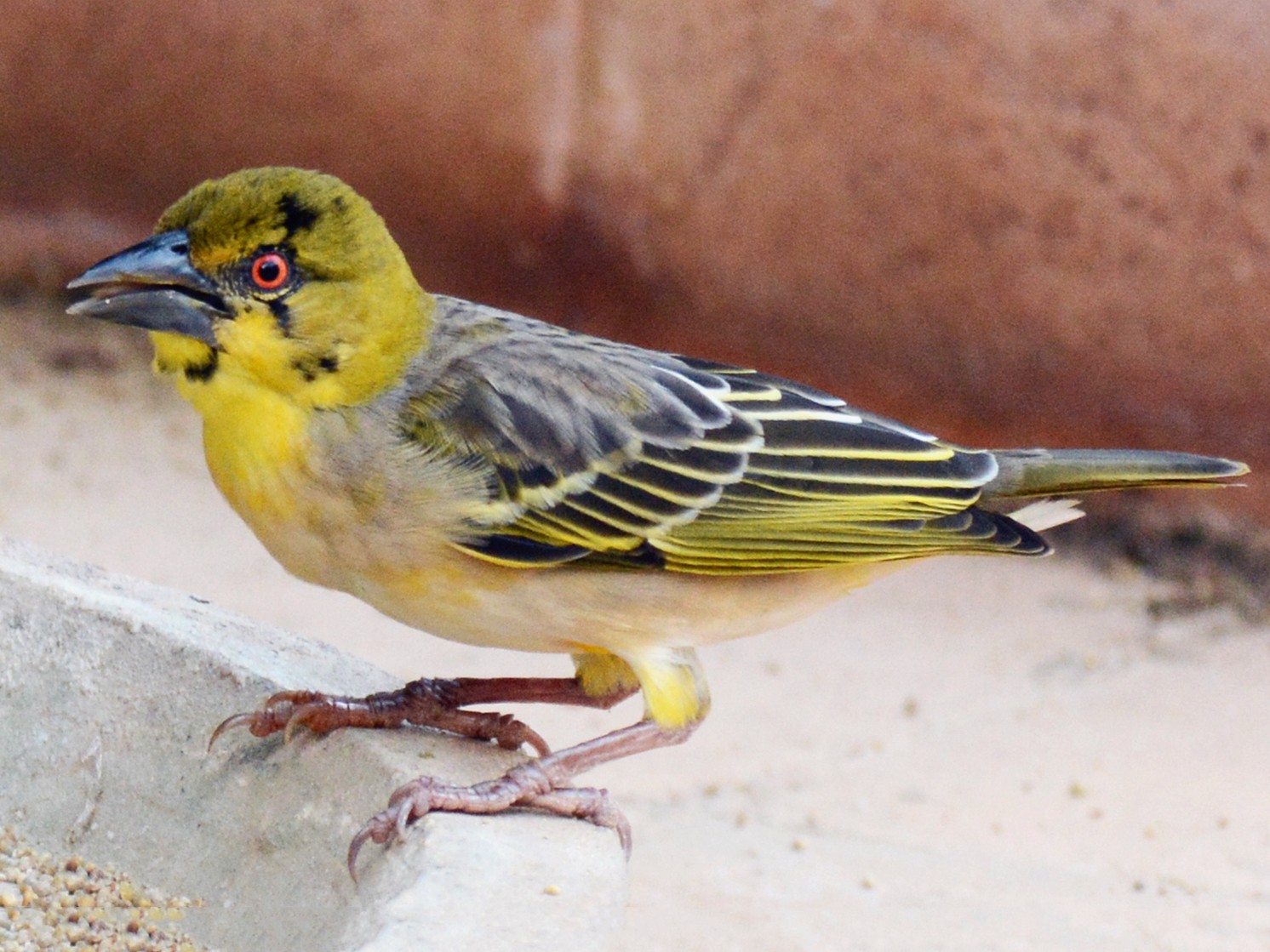 Village Weaver - eBird