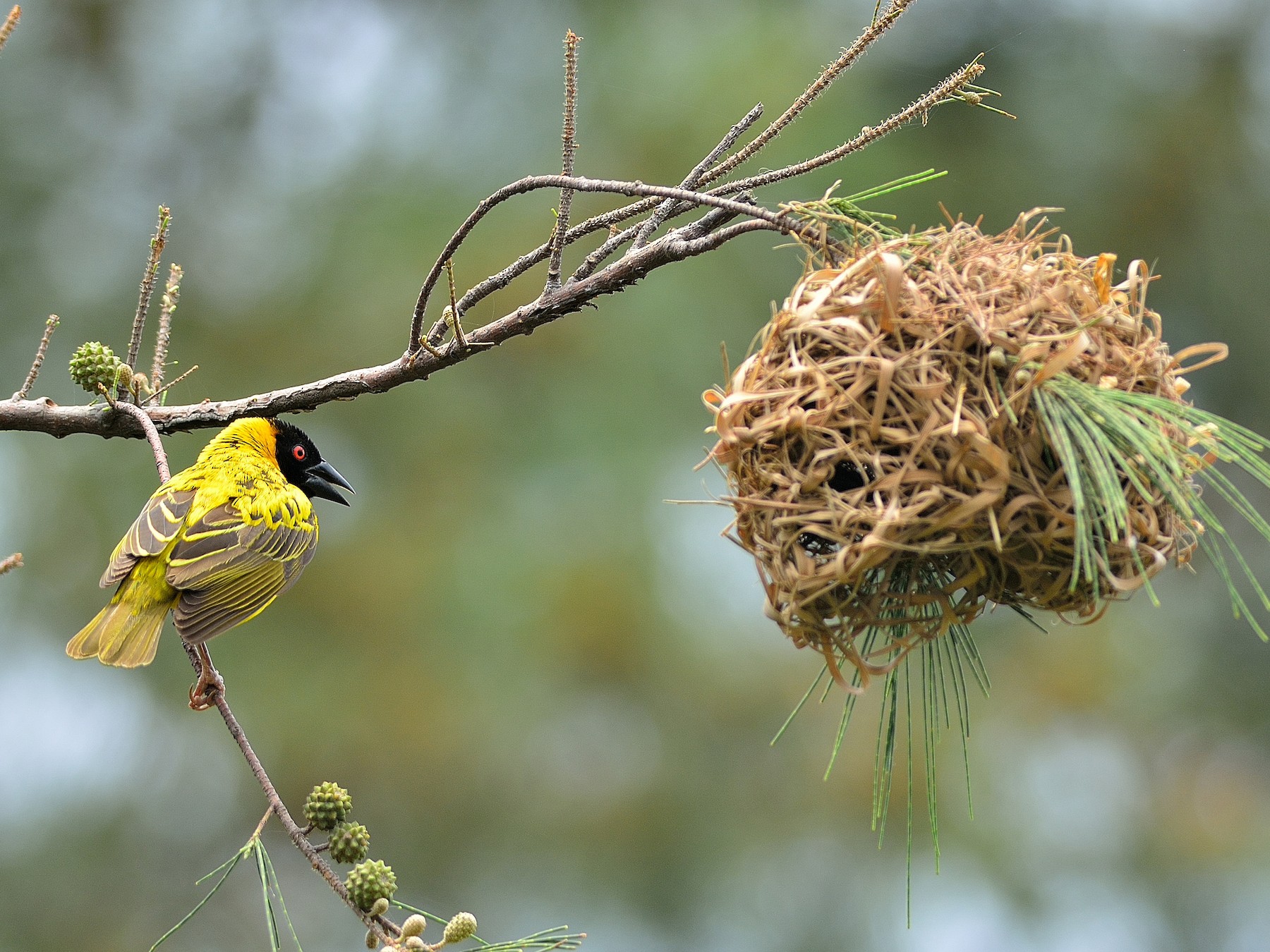 Village Weaver - eBird
