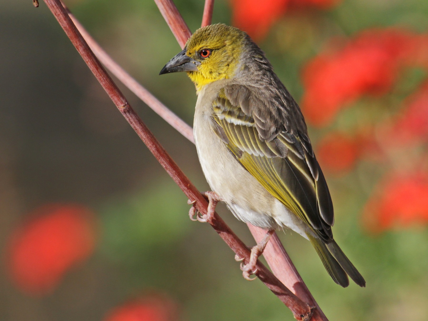 Village Weaver - eBird