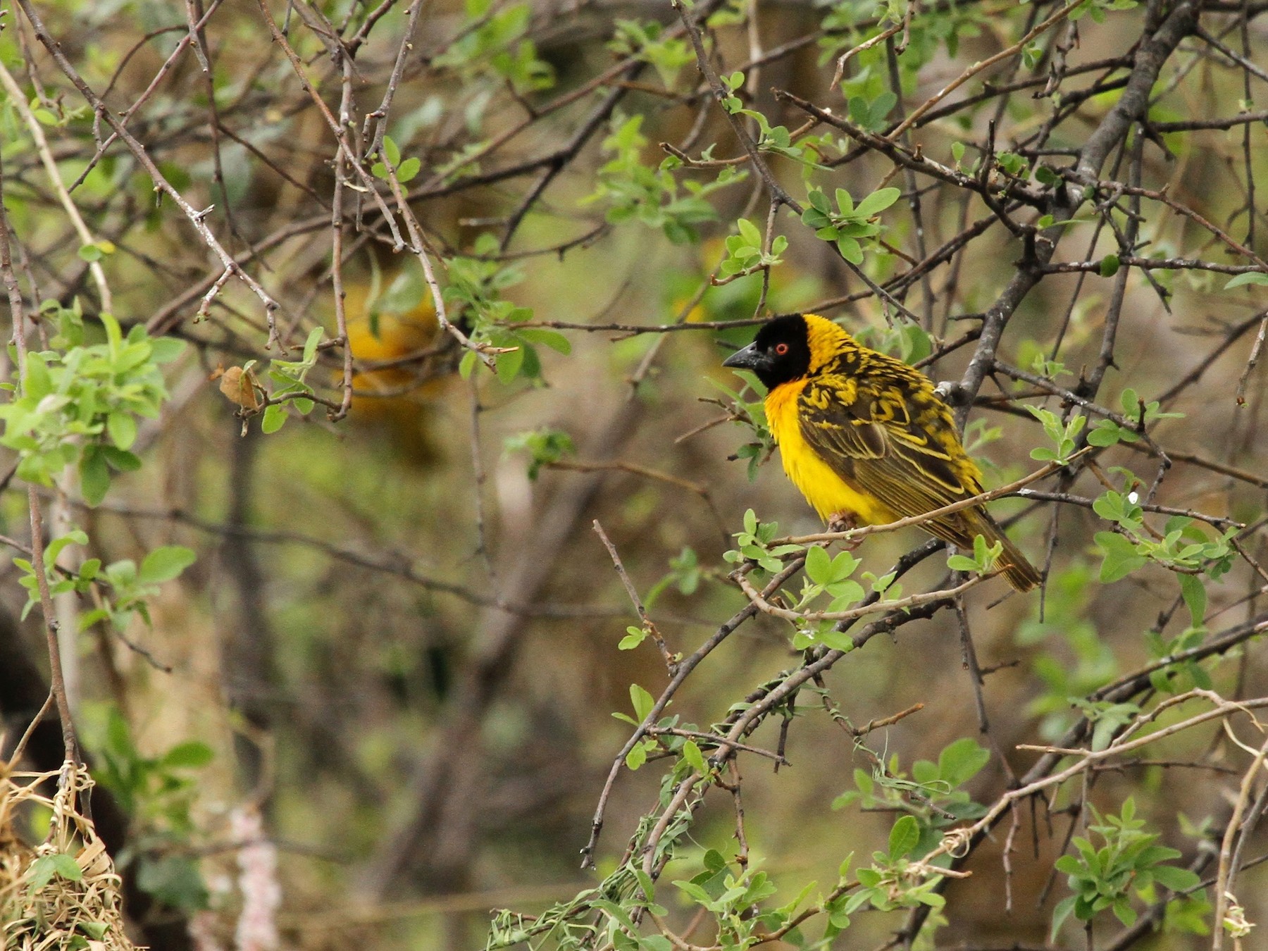 Village Weaver - eBird