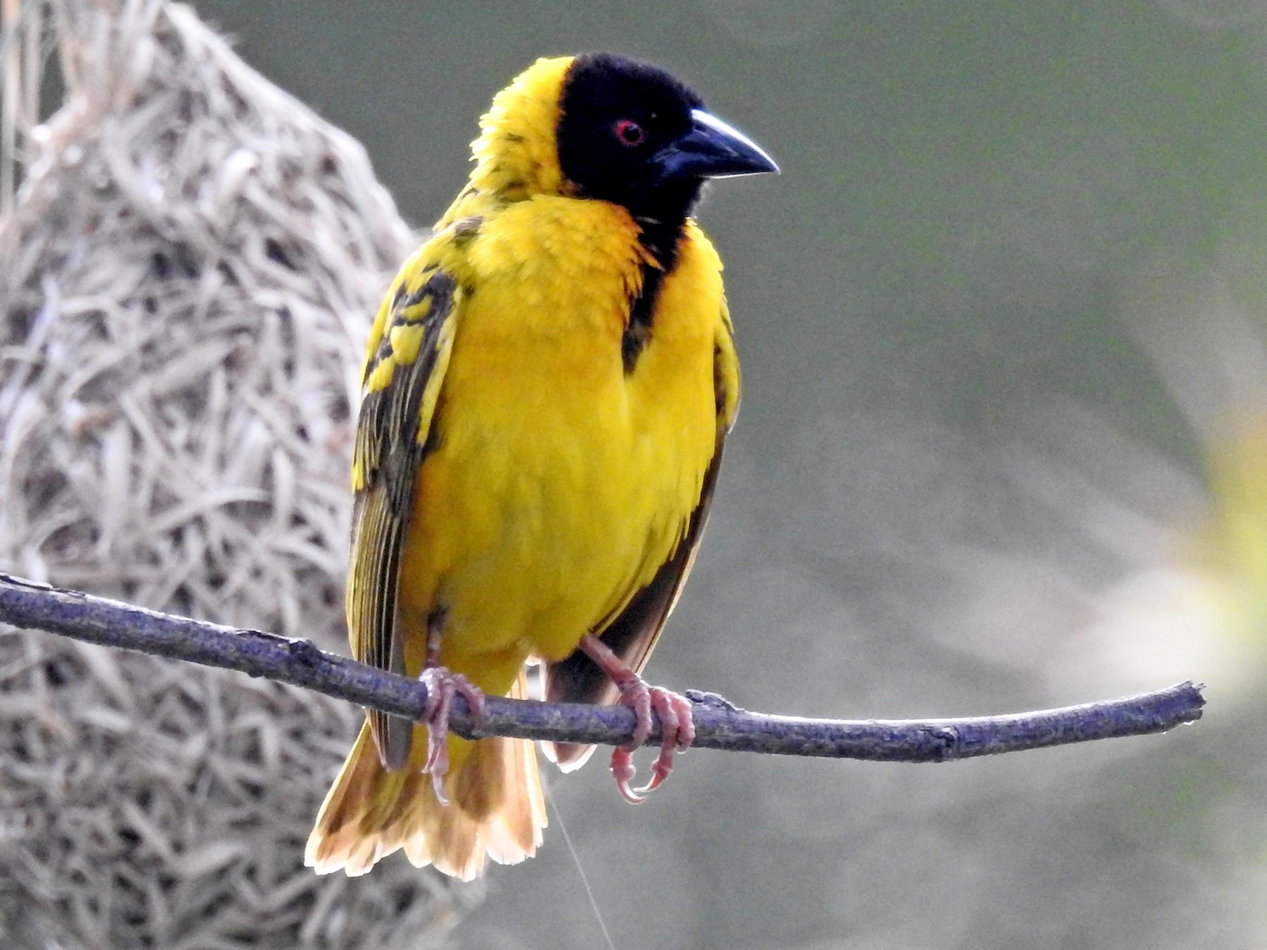 Village Weaver - eBird