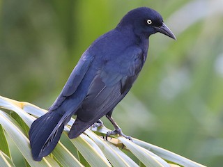Greater Antillean Grackle - Quiscalus niger - Birds of the World
