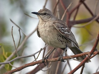 Bahama Mockingbird - eBird
