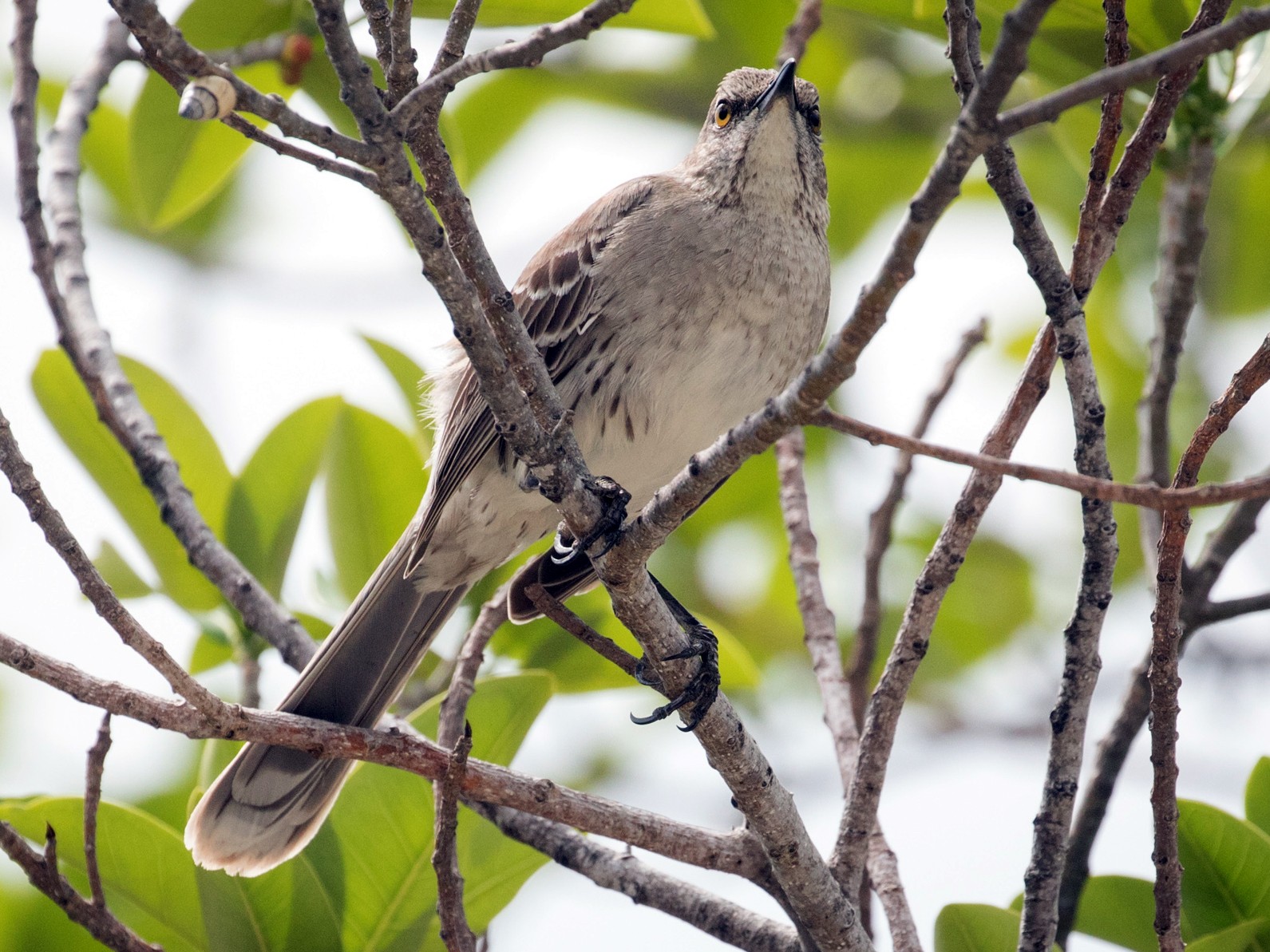 Bahama Mockingbird - eBird