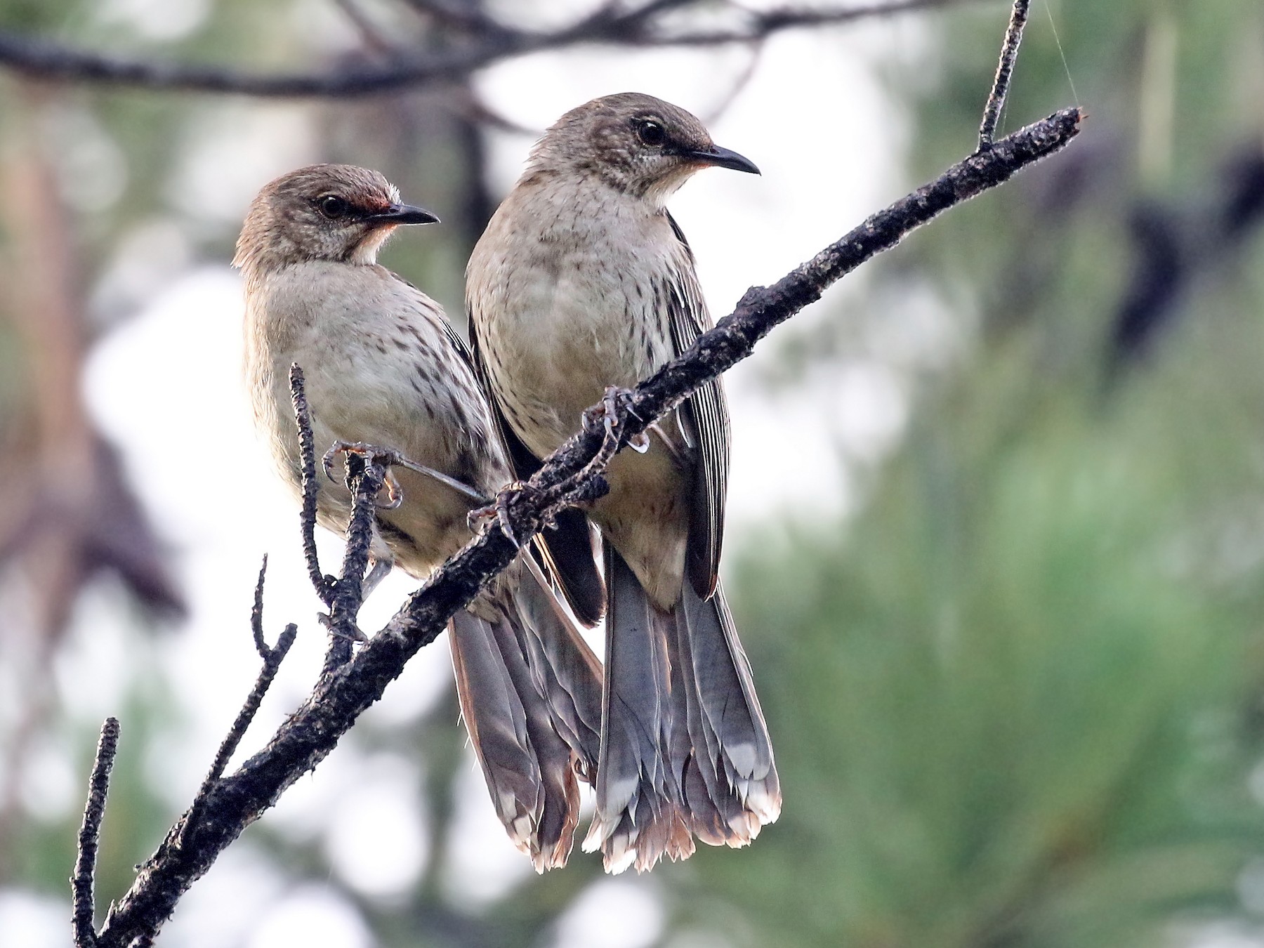 Bahama Mockingbird - eBird