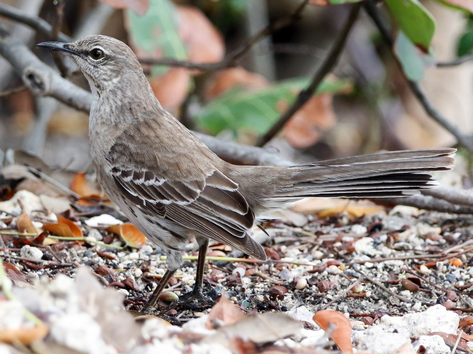 Bahama Mockingbird - eBird