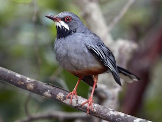 Western Red-legged Thrush - eBird