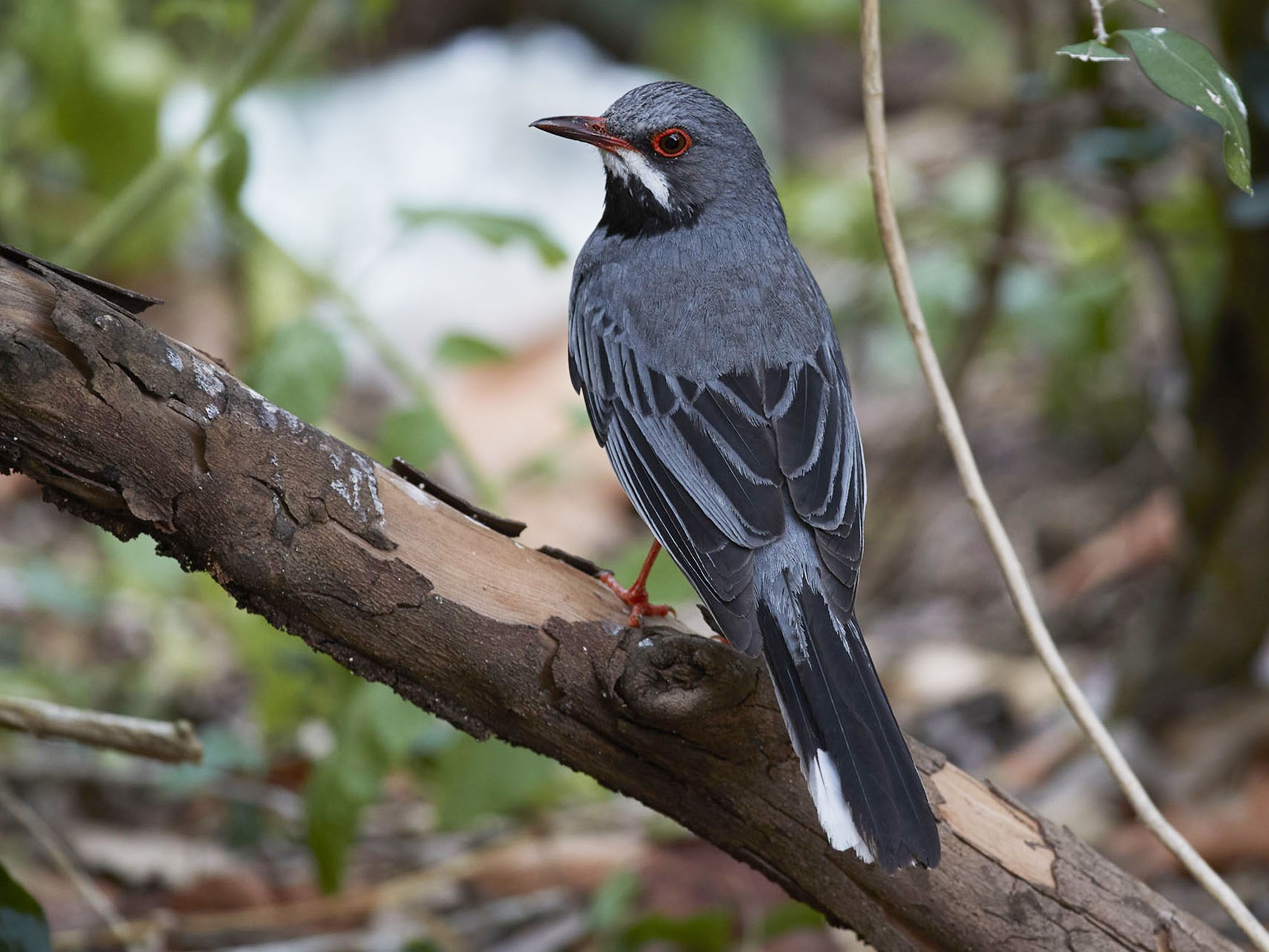 Red-legged Thrush - eBird