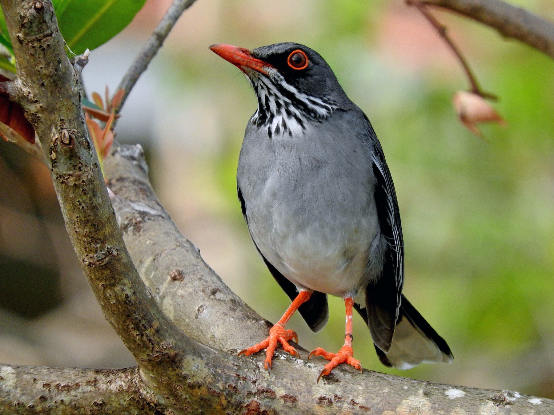 Red-legged Thrush - eBird