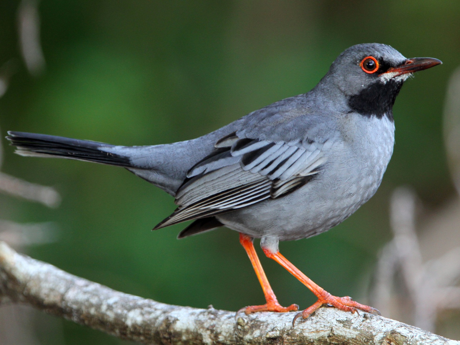 Red-legged Thrush - eBird