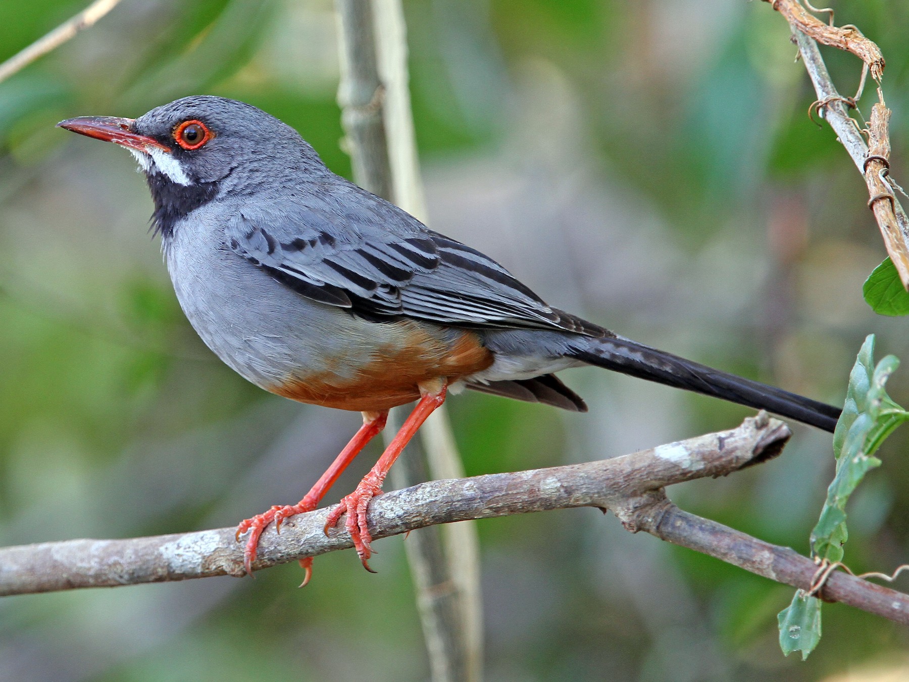 Red-legged Thrush - eBird