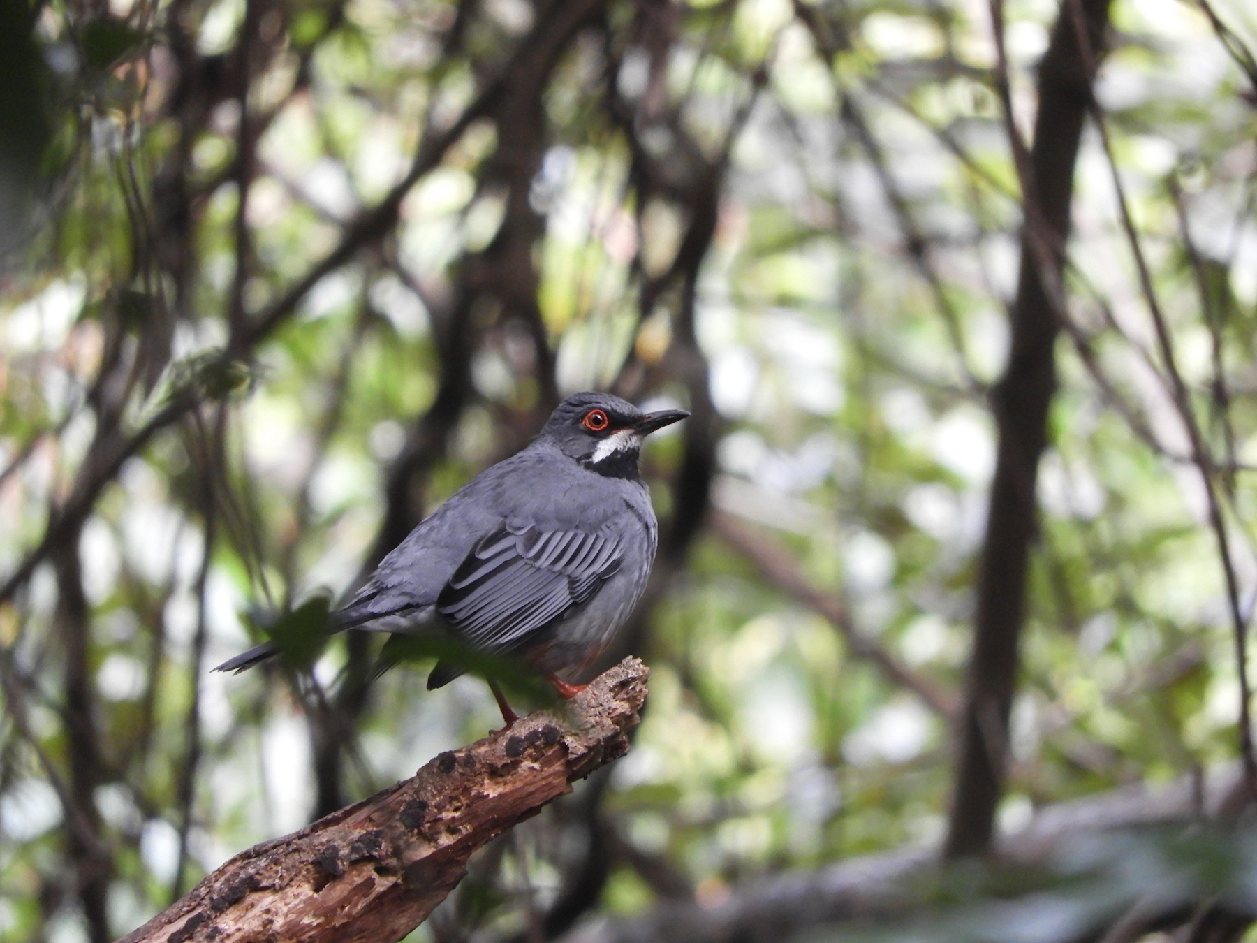 Red-legged Thrush - eBird