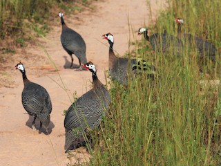 Helmeted Guineafowl - eBird
