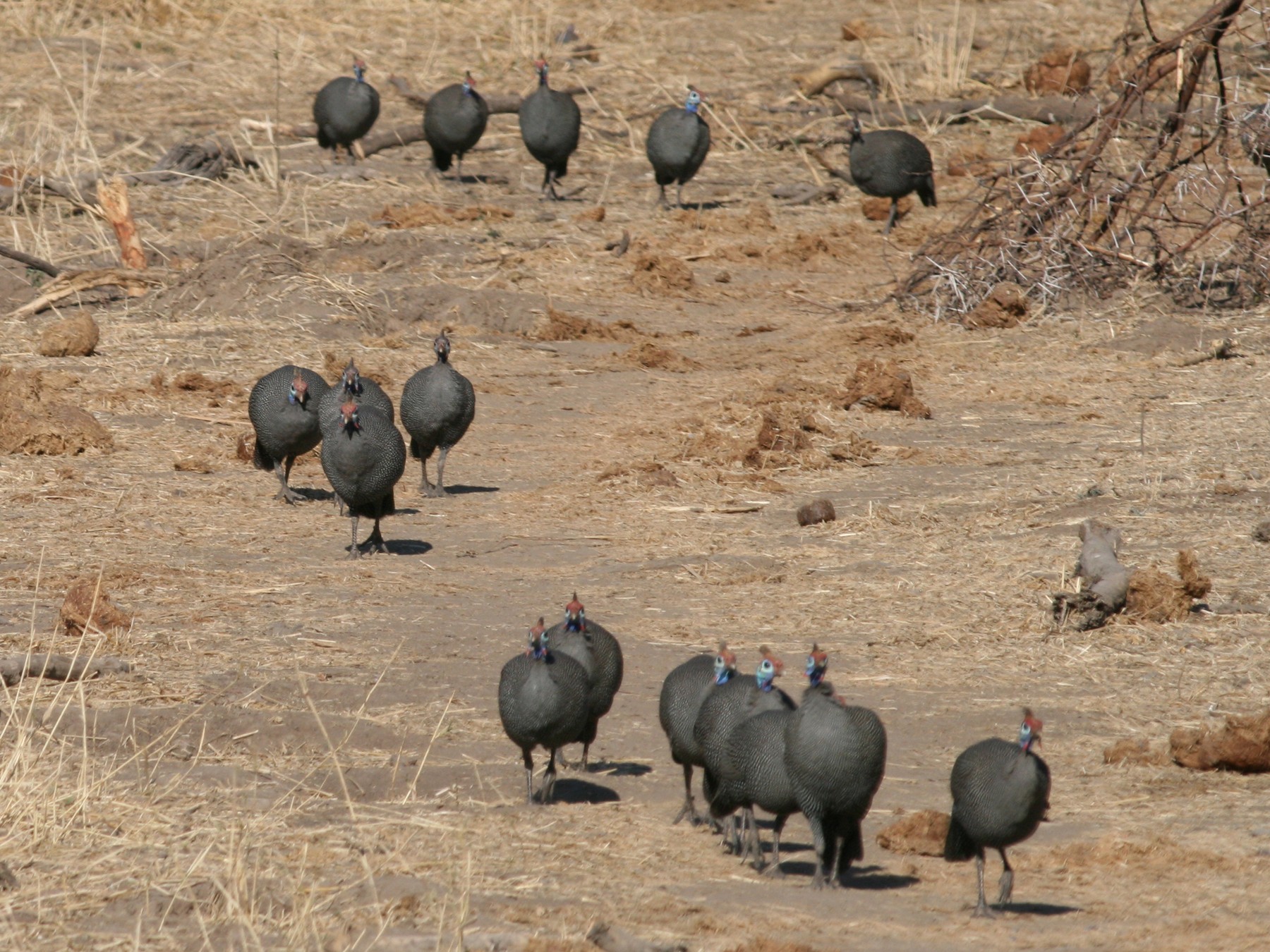 Gallina de guinea - eBird