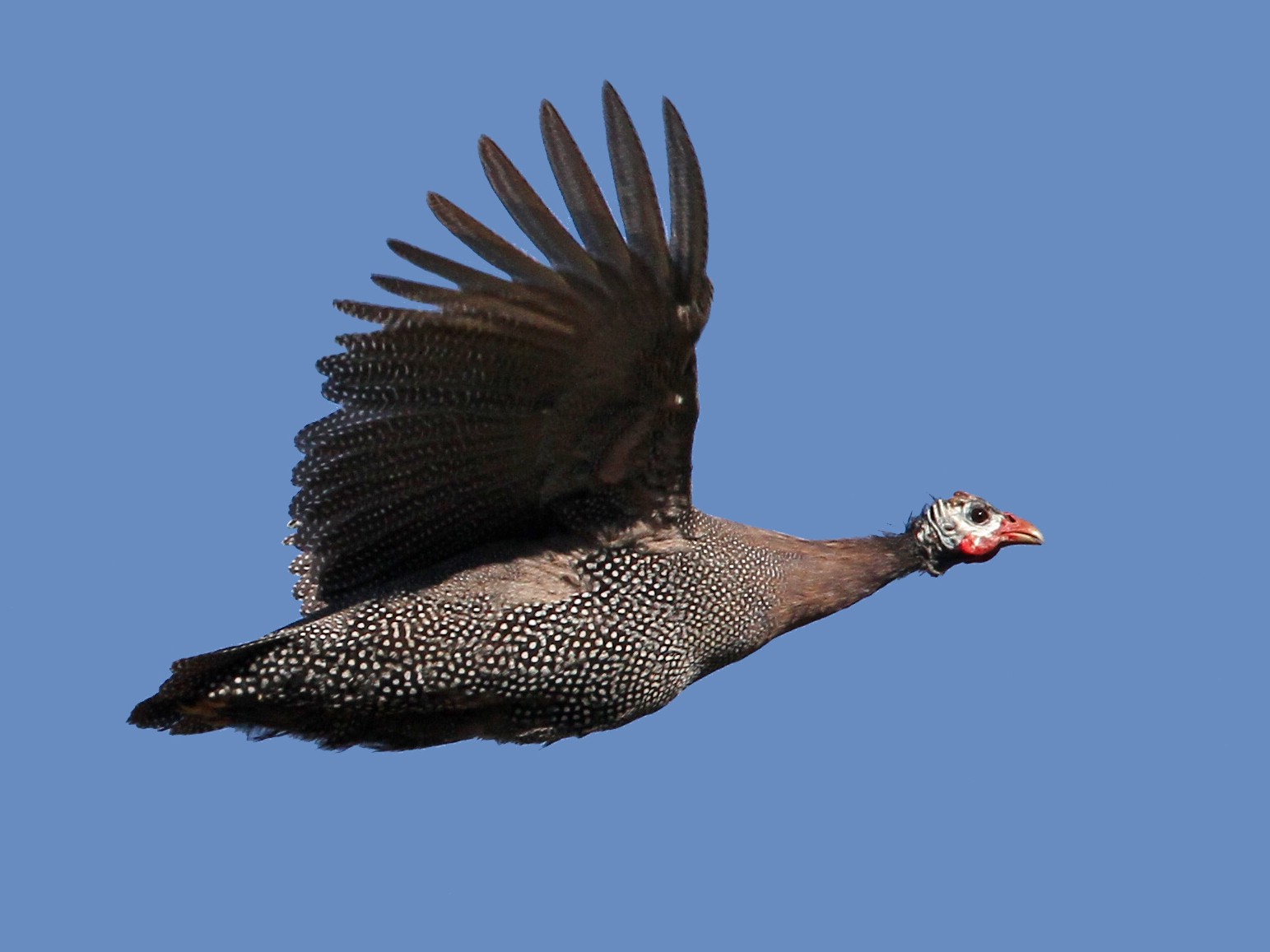Gallina de guinea - eBird