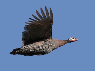 Pintada Común - eBird