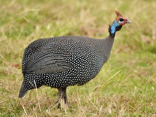 Gallina de guinea - eBird