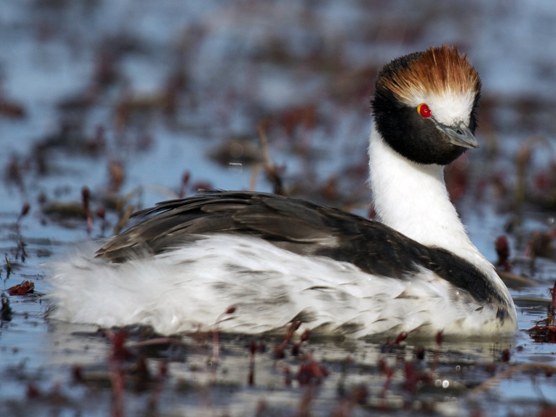 Hooded Grebe - eBird