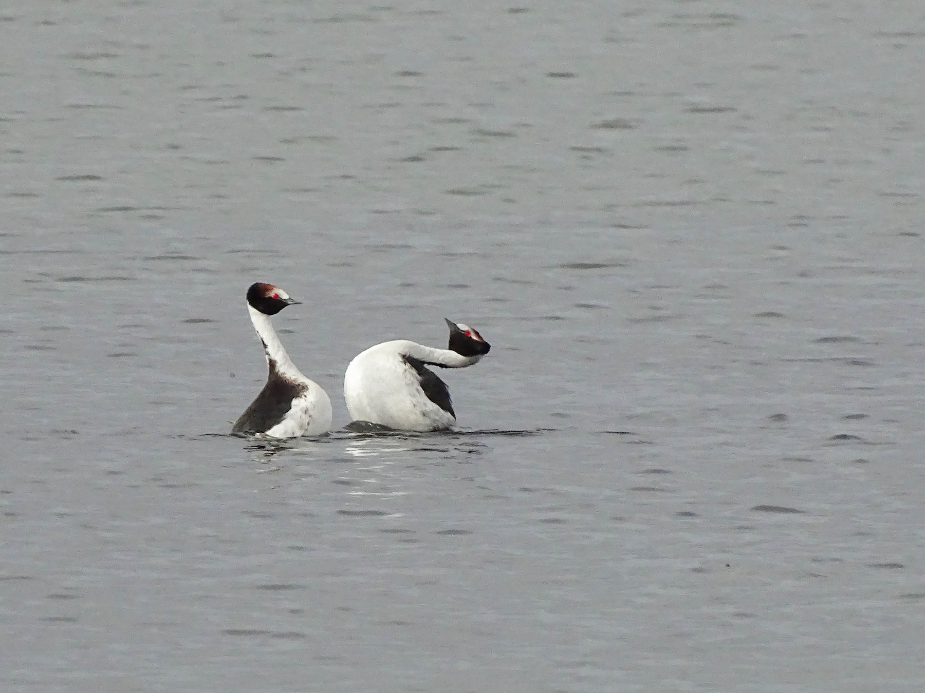Grèbe mitré - eBird