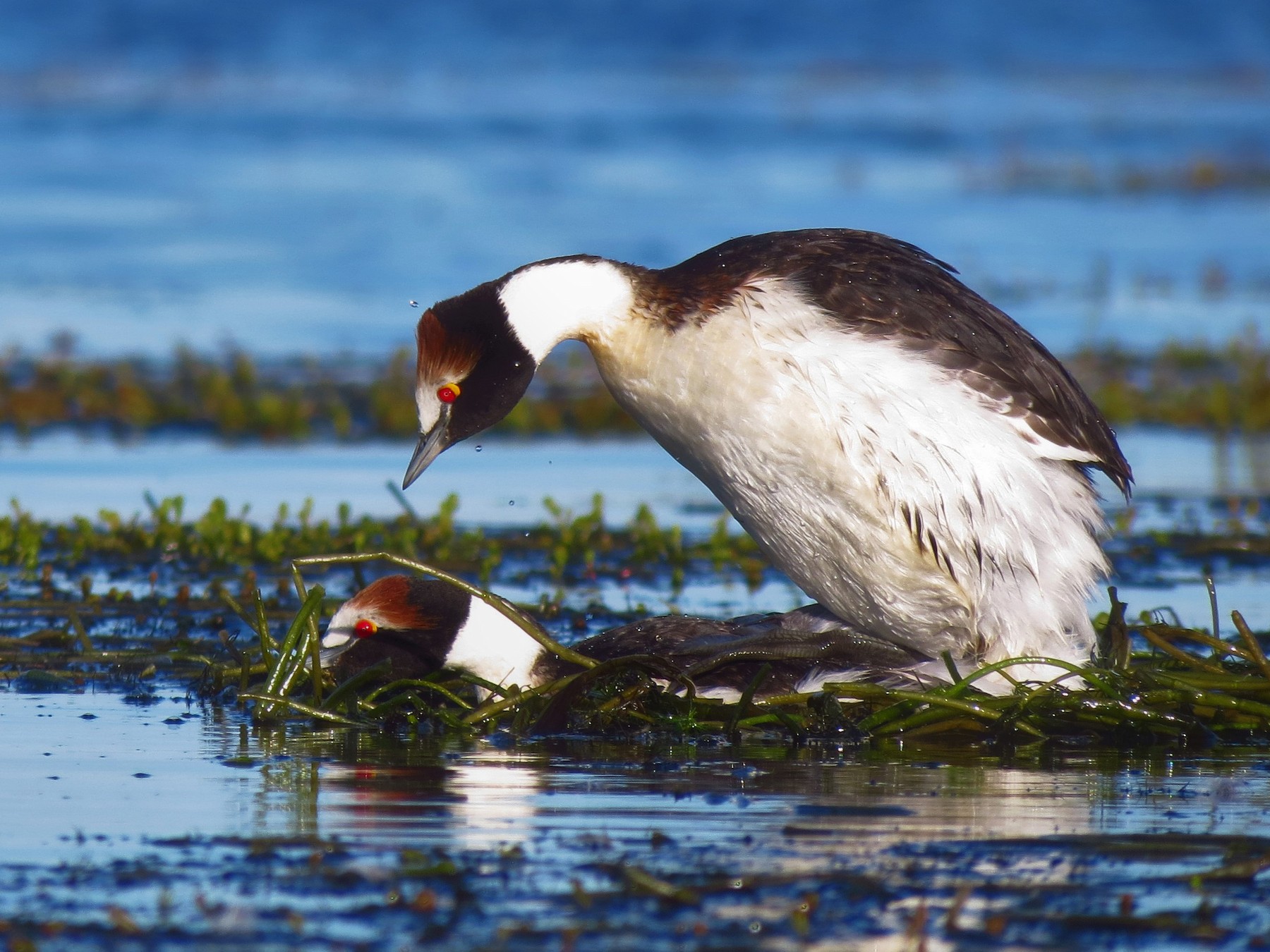 Grèbe mitré - eBird