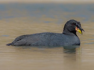 Horned Coot - eBird