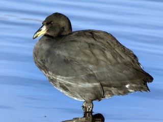 Horned Coot - eBird