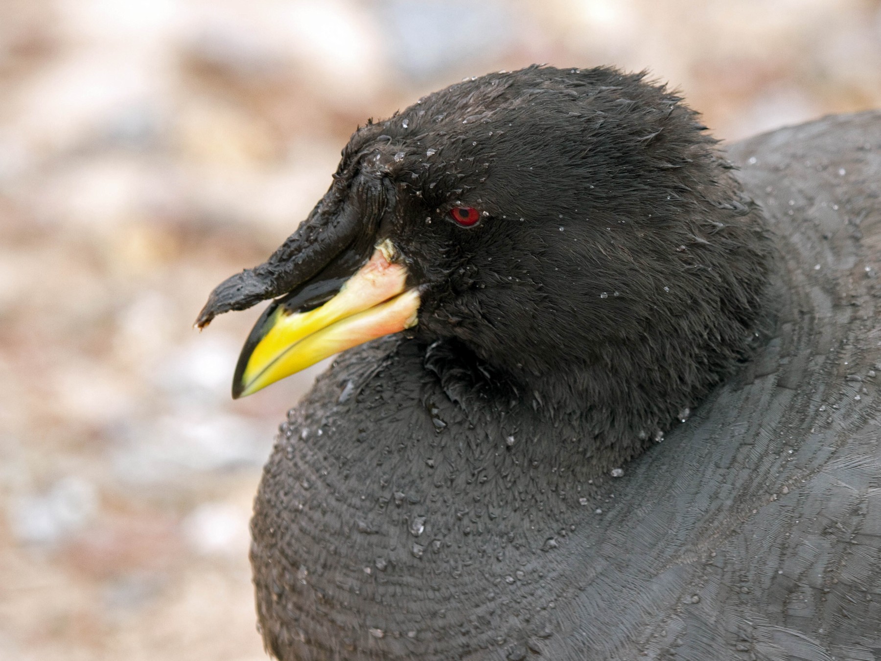 Horned Coot - eBird