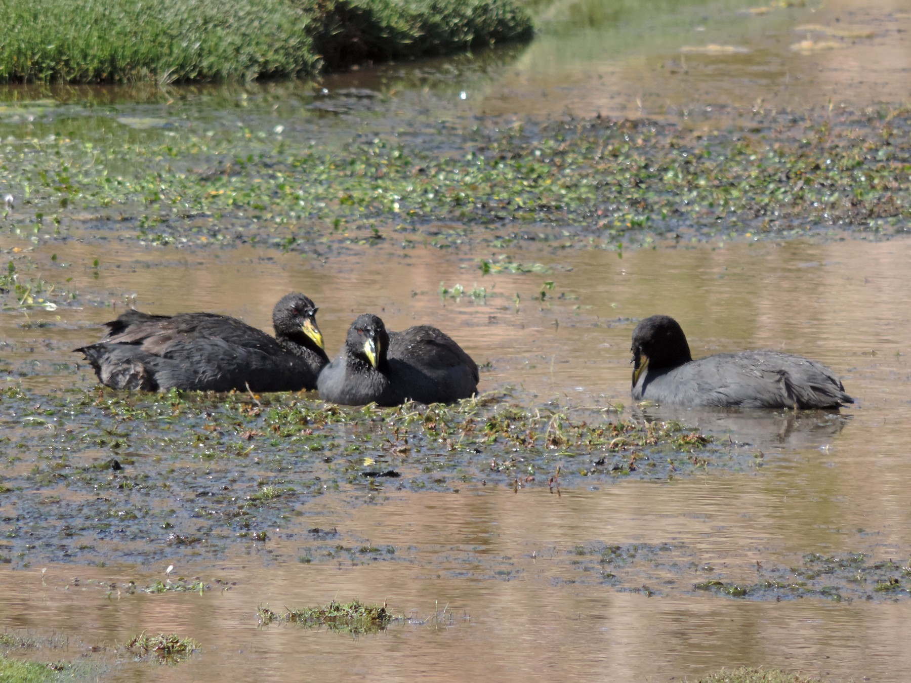 Horned Coot - eBird