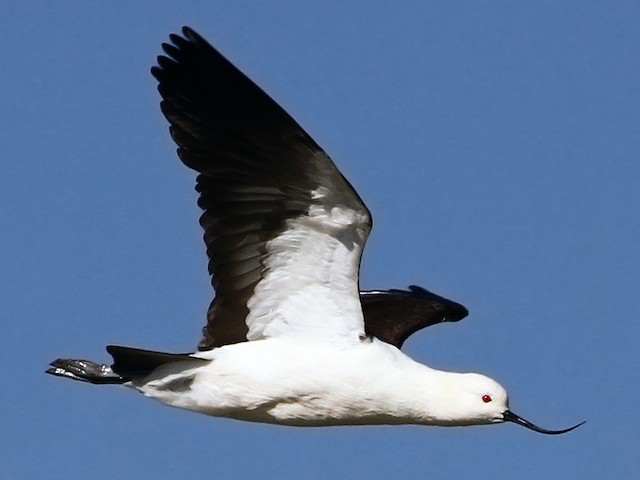 Photos - Andean Avocet - Recurvirostra andina - Birds of the World