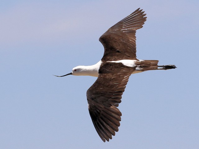 Photos - Andean Avocet - Recurvirostra andina - Birds of the World